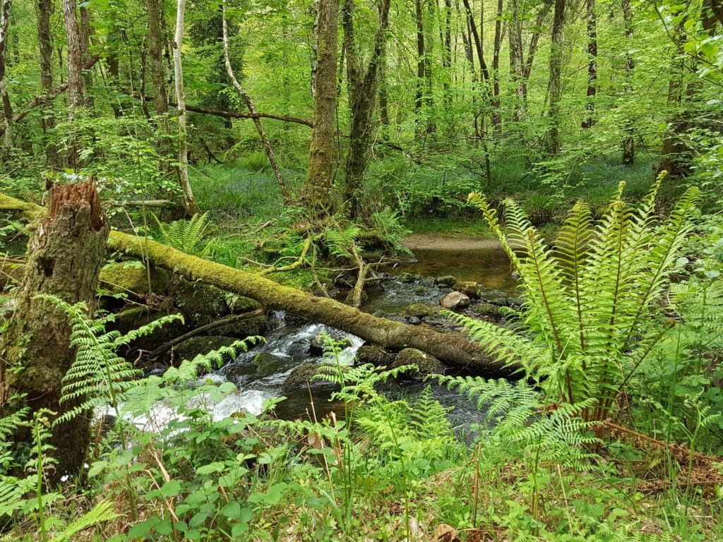 Trees and woodland - Devon Local Nature Partnership