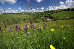 Devon Nature Recovery Network - Devon Local Nature Partnership