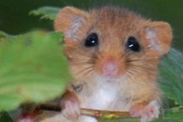 Devon Local Nature Recovery Strategy - a joint strategy for Devon ...