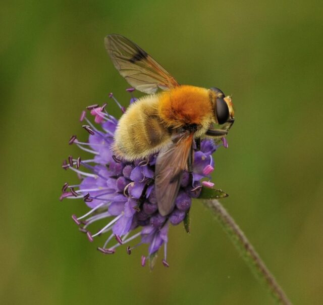 Get Devon Buzzing - Devon Local Nature Partnership
