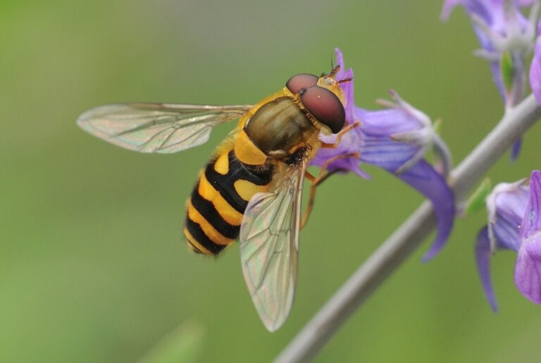 Devon Local Nature Recovery Strategy - a joint strategy for Devon ...
