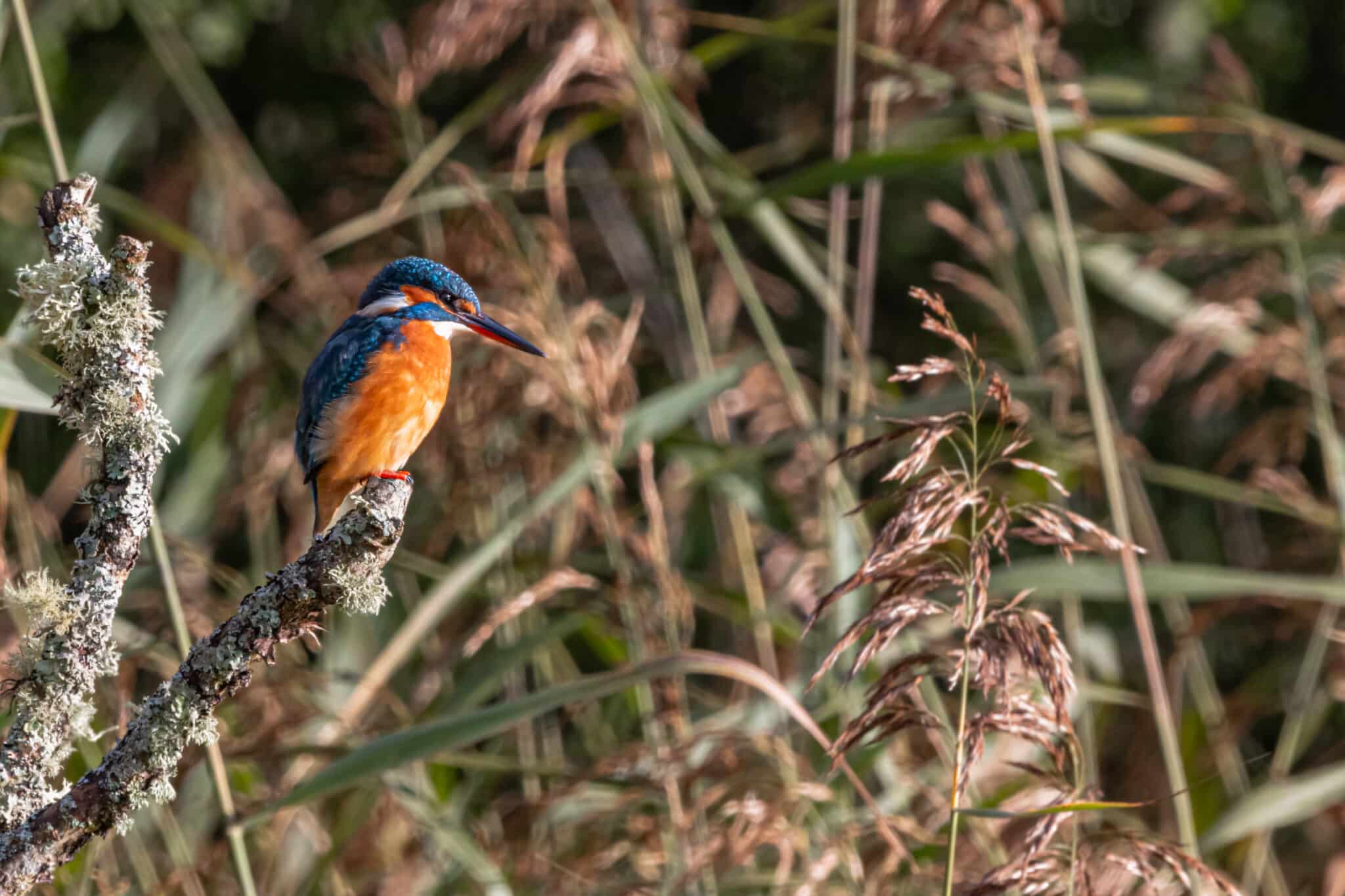 Devon's Local Nature Recovery Strategy - Devon Local Nature Partnership