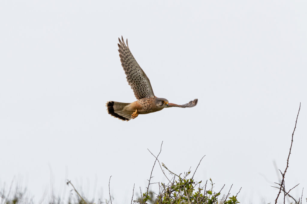 What birds can you spot in Devon? - Devon Local Nature Partnership